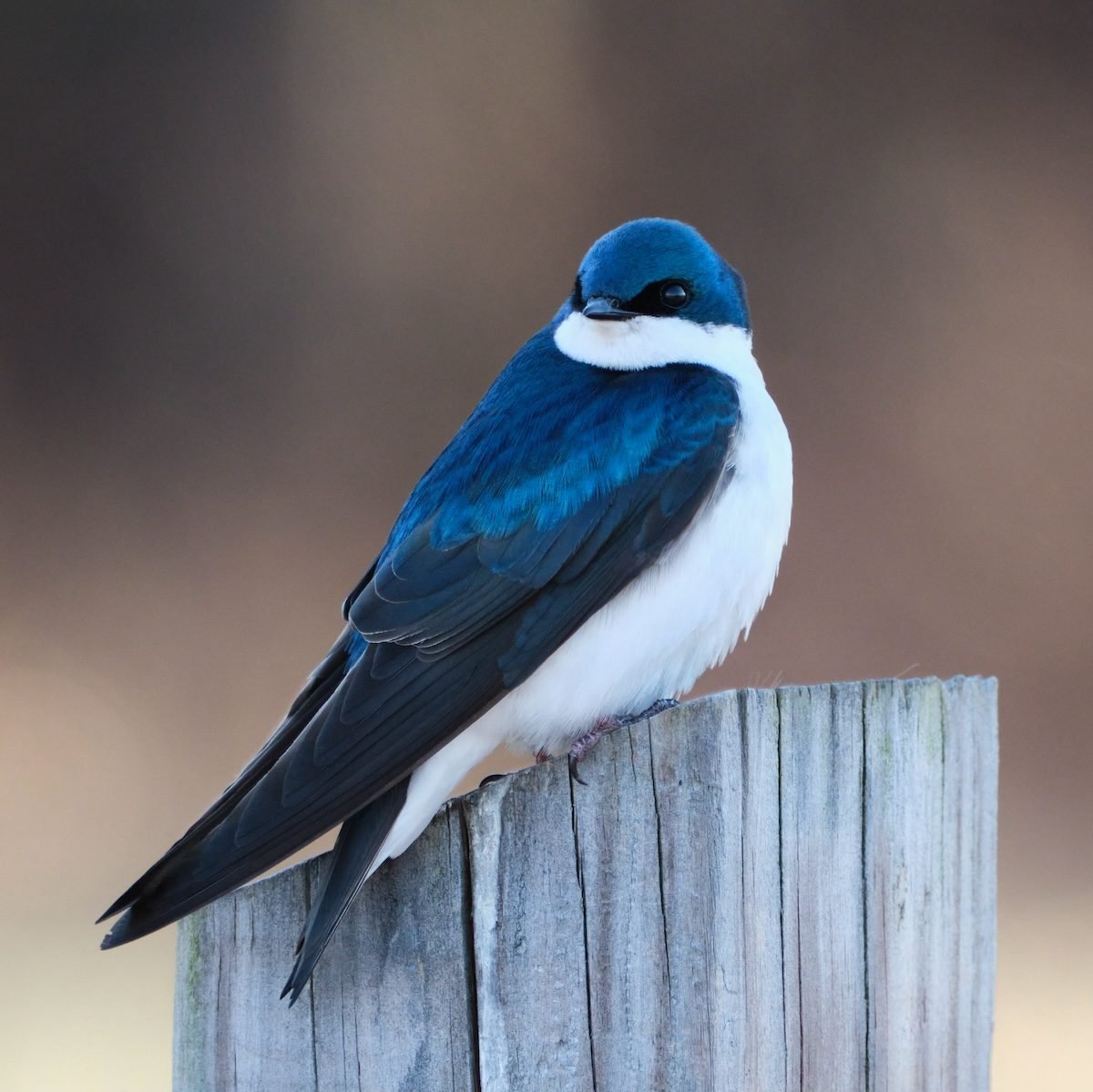 How to Identify and Attract a Tree Swallow