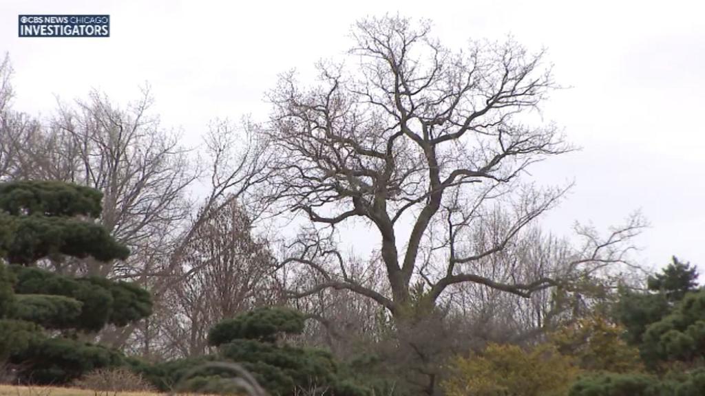 Dry winter weather stressing out trees in the Chicago area