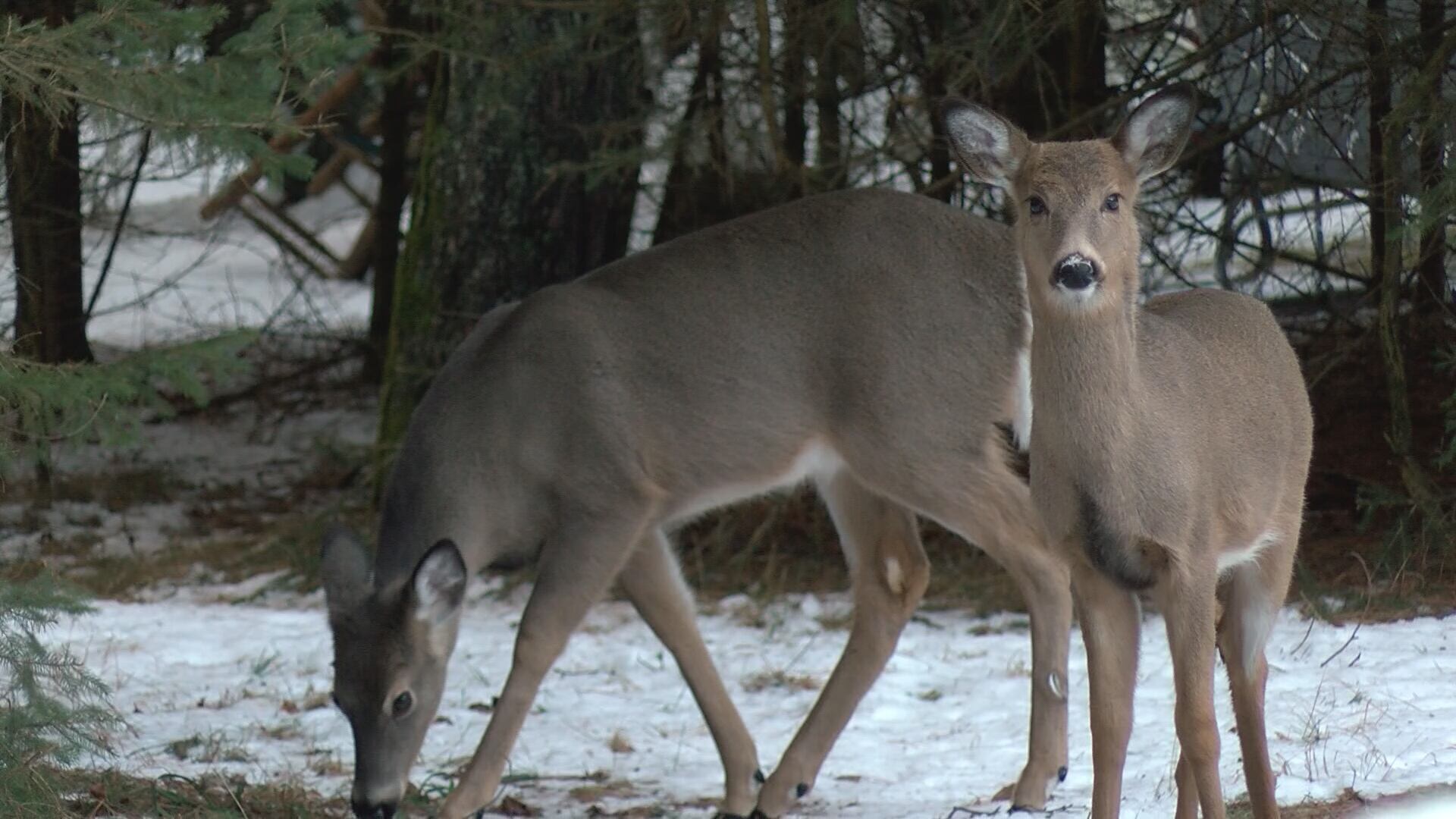 Applications open for DNR Deer Habitat Improvement Partnership grants