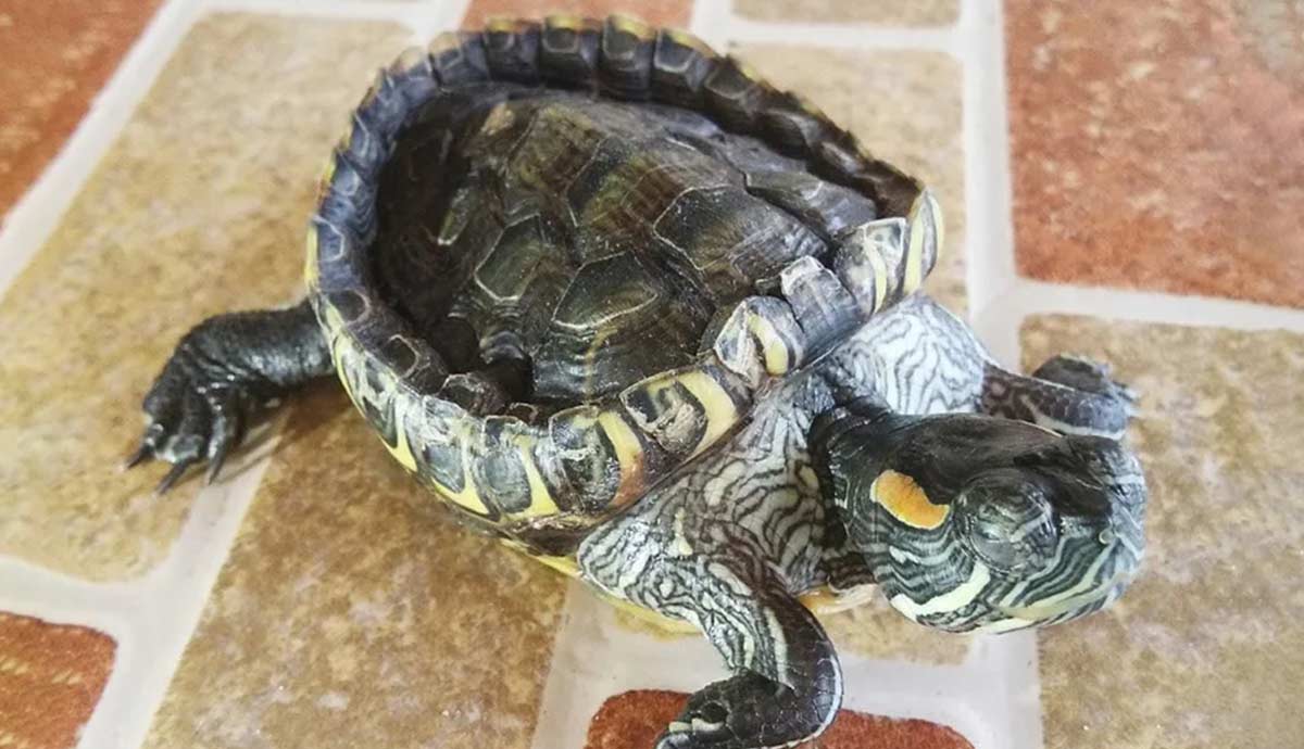 5 Signs of Stress in Pet Turtles