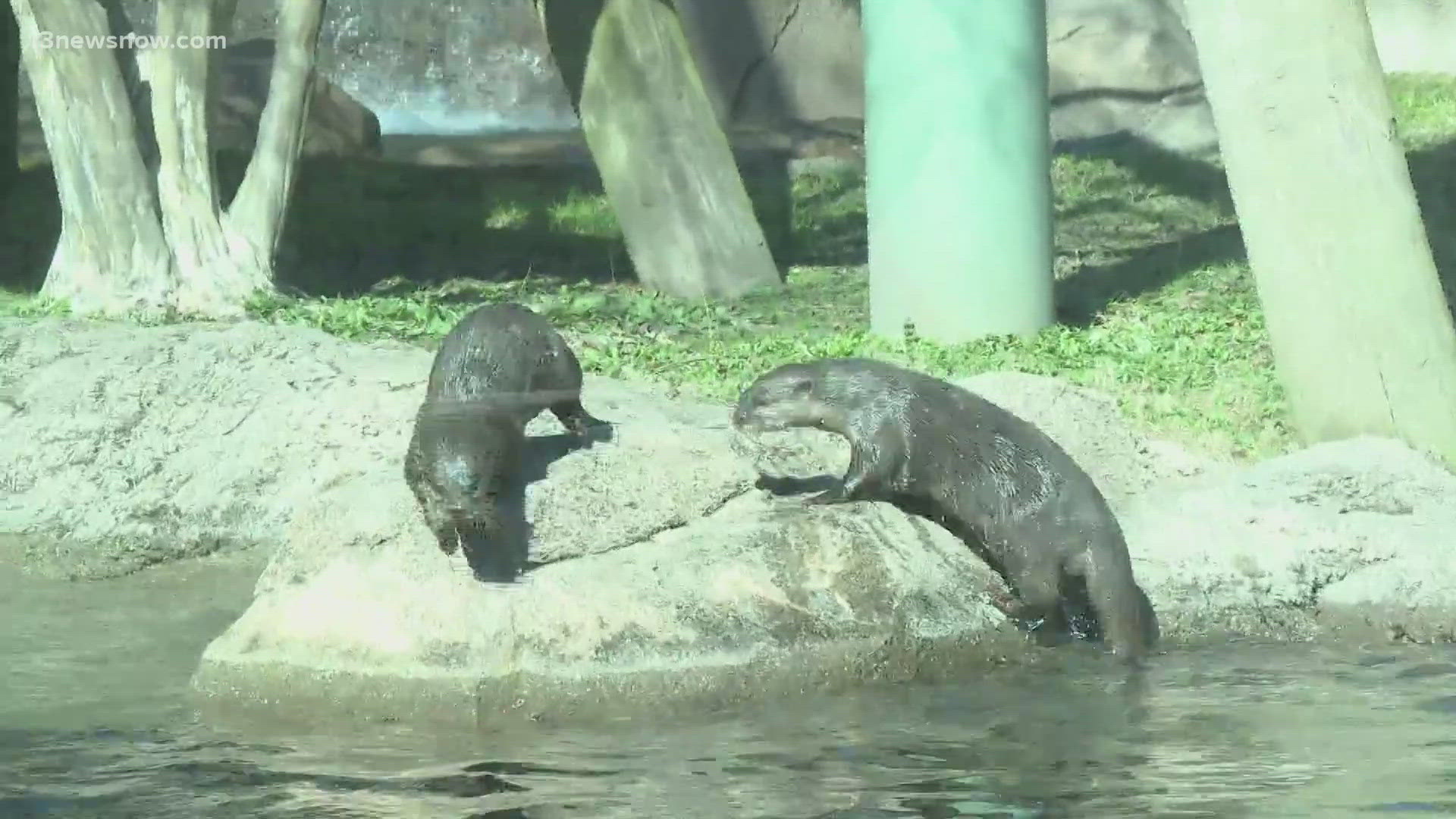 Two new otters join the Virginia Zoo