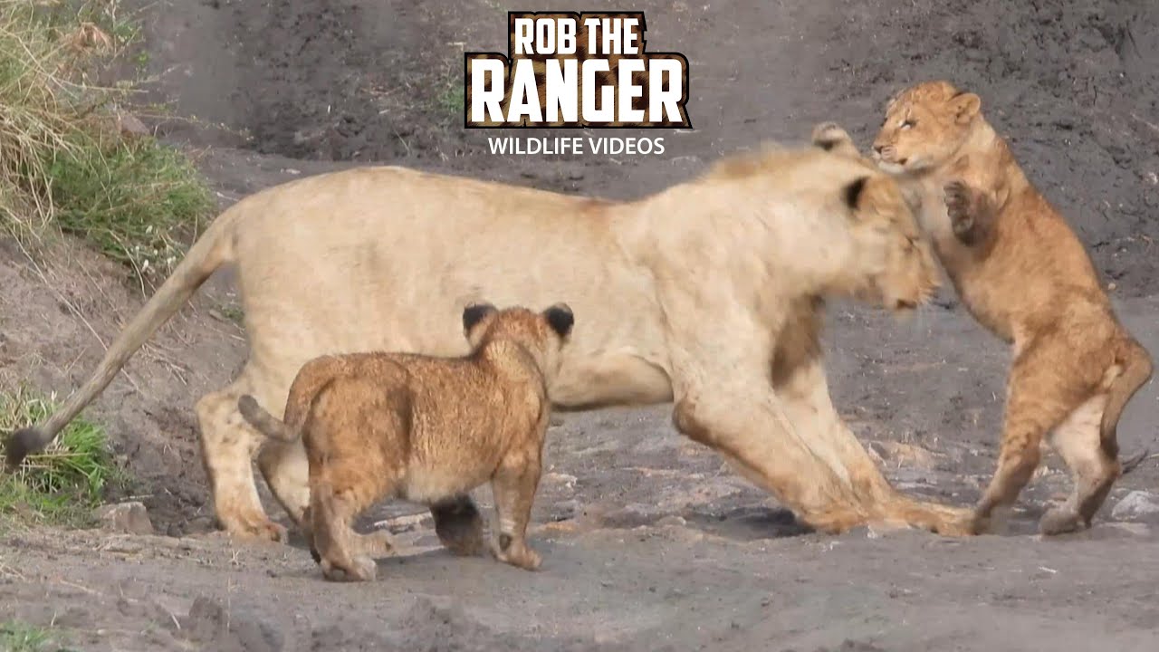 Watch a lioness babysit a young lion in the Maasai Mara safari