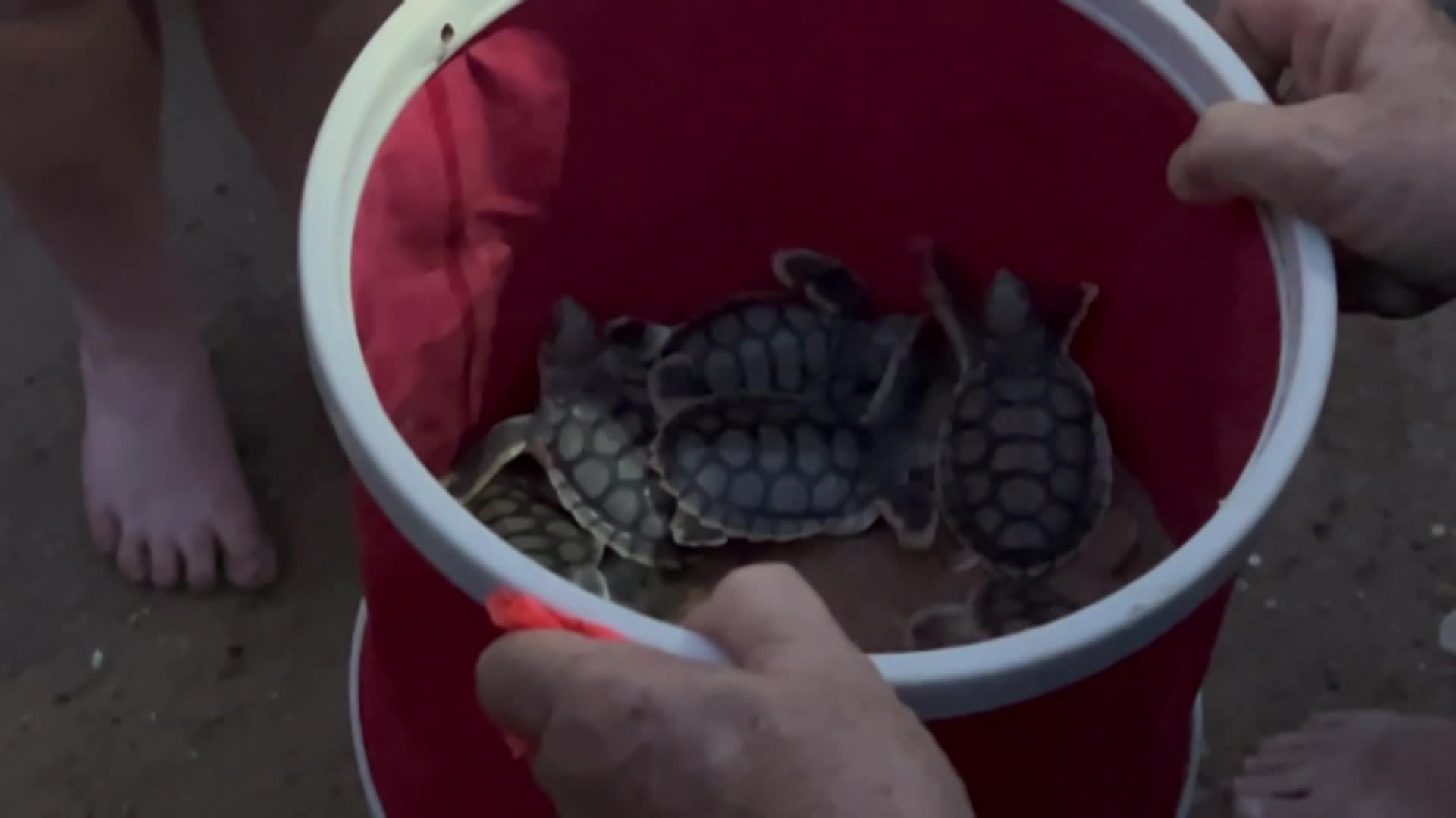 Endangered loggerhead turtles break nesting record at Mon Repos beach