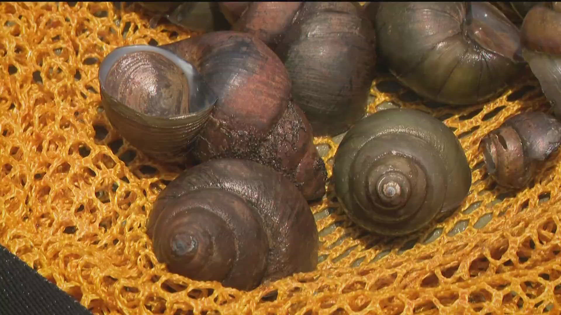 Invasive snail warning in Georgia | What to know