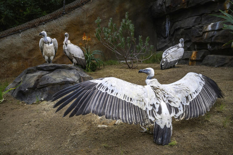 Cape vultures are swooping into a new exhibit at the Los Angeles Zoo