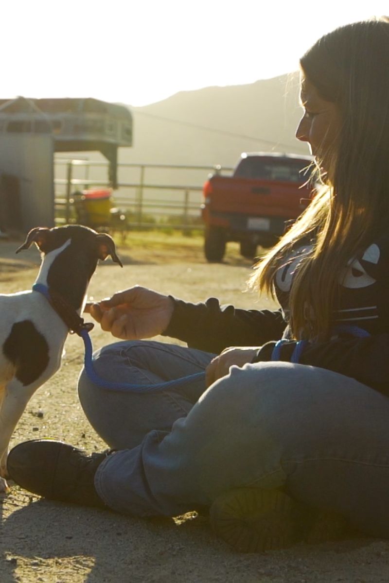 Babs Fry, die Haustierdetektivin, hilft verlorenen Hunden, ihren Weg ...