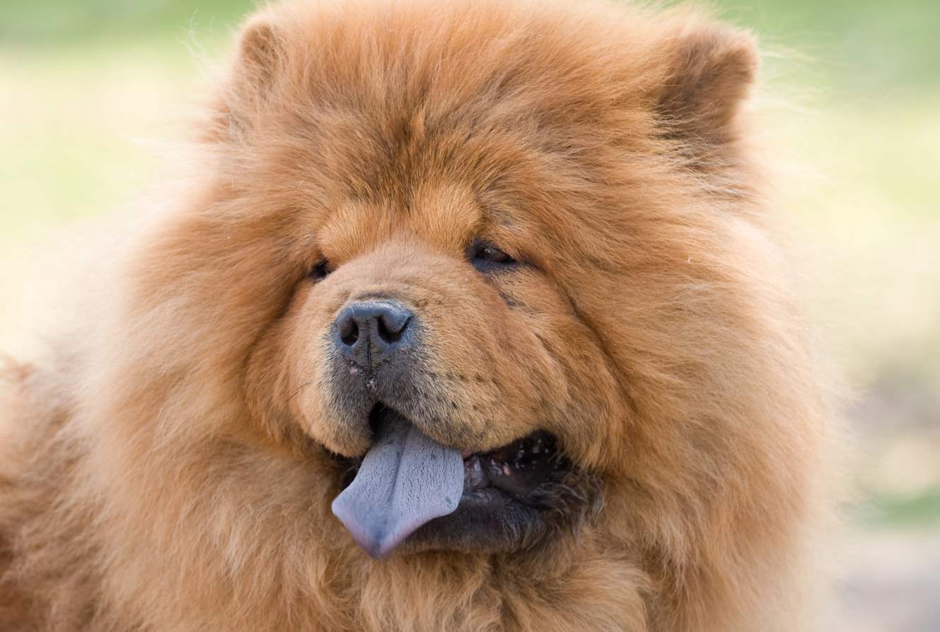 The Longest Living Dog Breeds