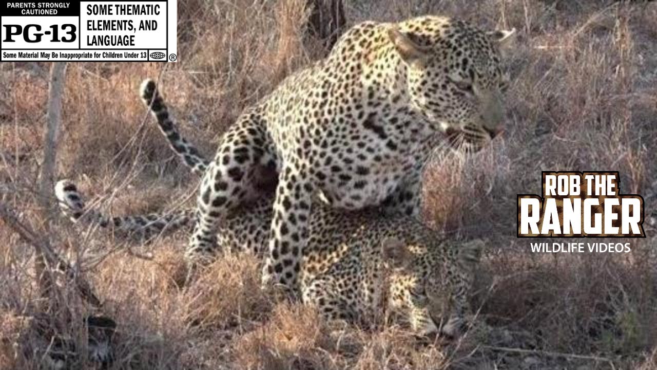 Leopards Making Babies
