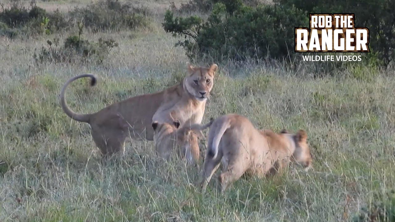 Witness lions playing during this morning safari at Lalashe Maasai Mara