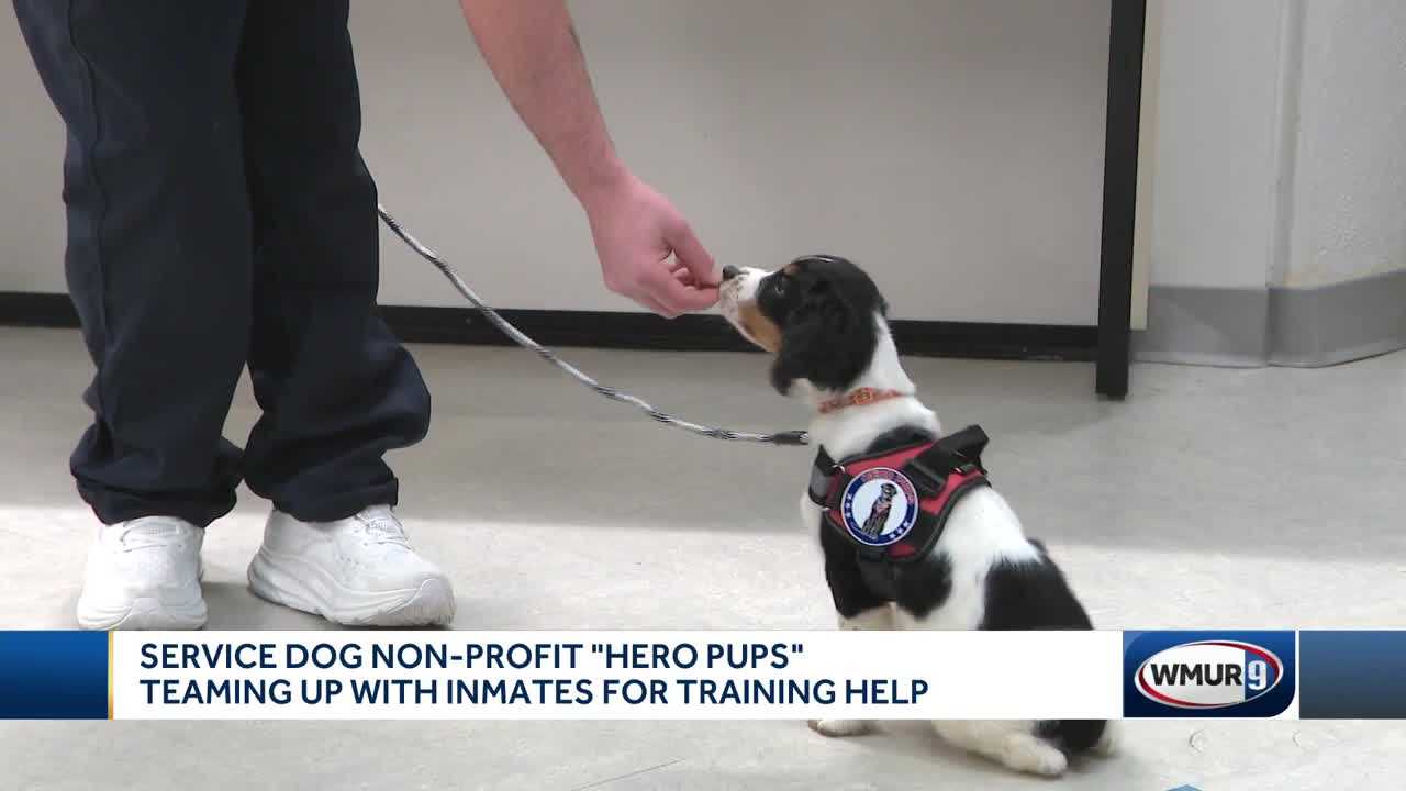 First puppies arrive at Merrimack County Department of Corrections for ...