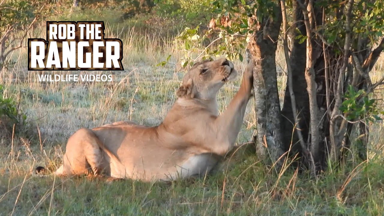 Lions on the move in the Maasai Mara