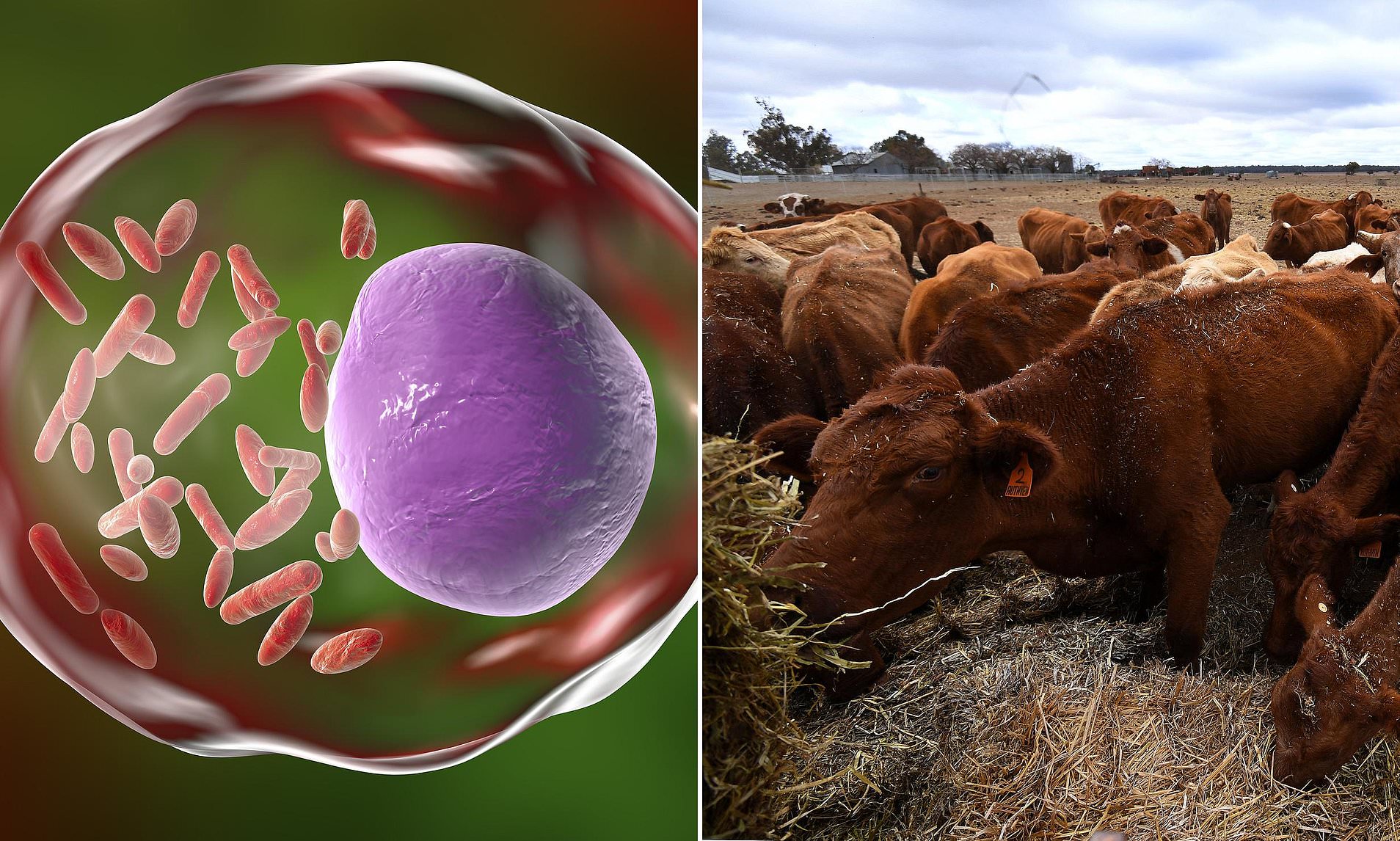 Infectious disease that spreads from animals strikes Aussie state