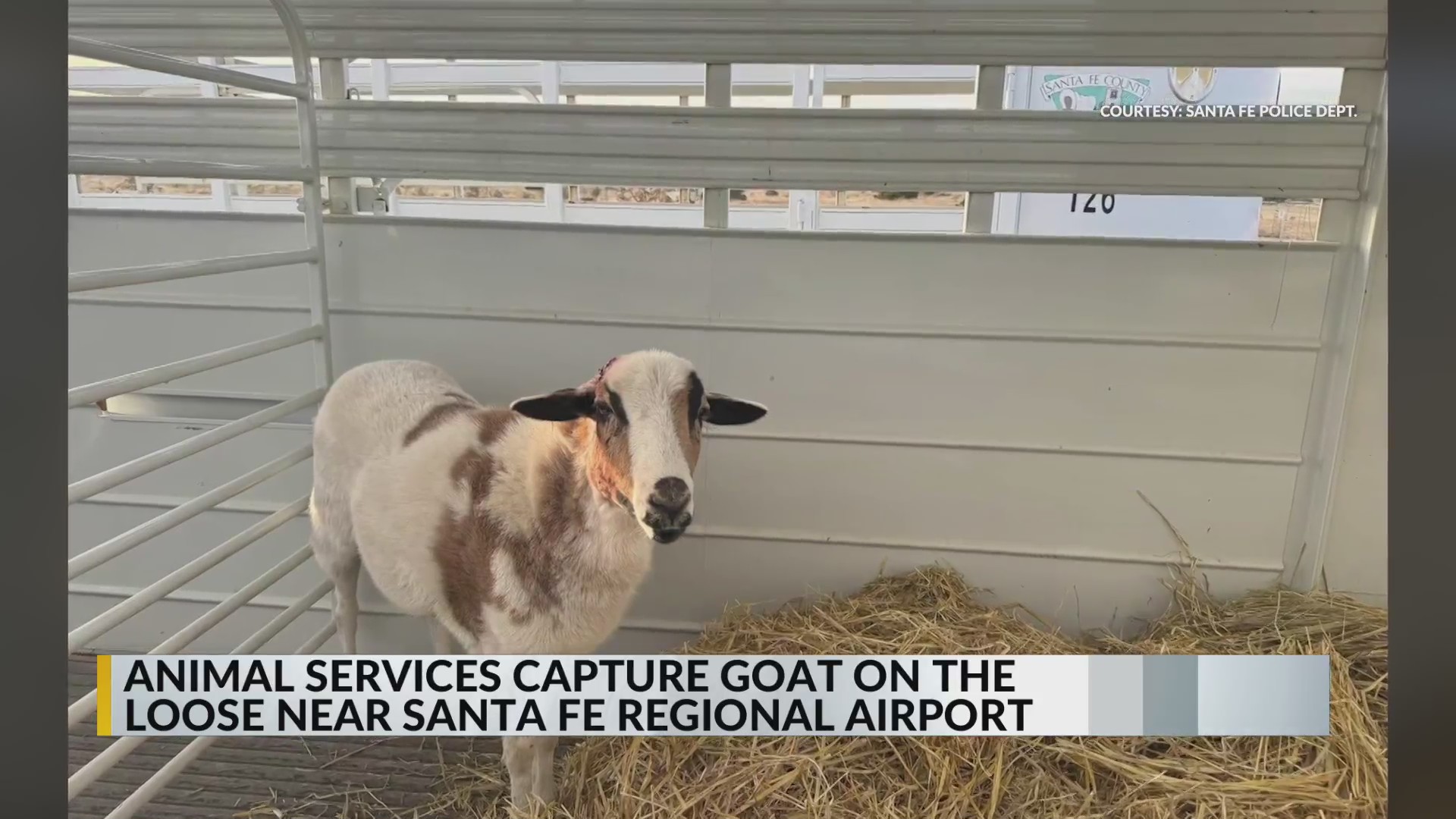 Animals Services capture goat on the loose near Santa Fe Regional Airport