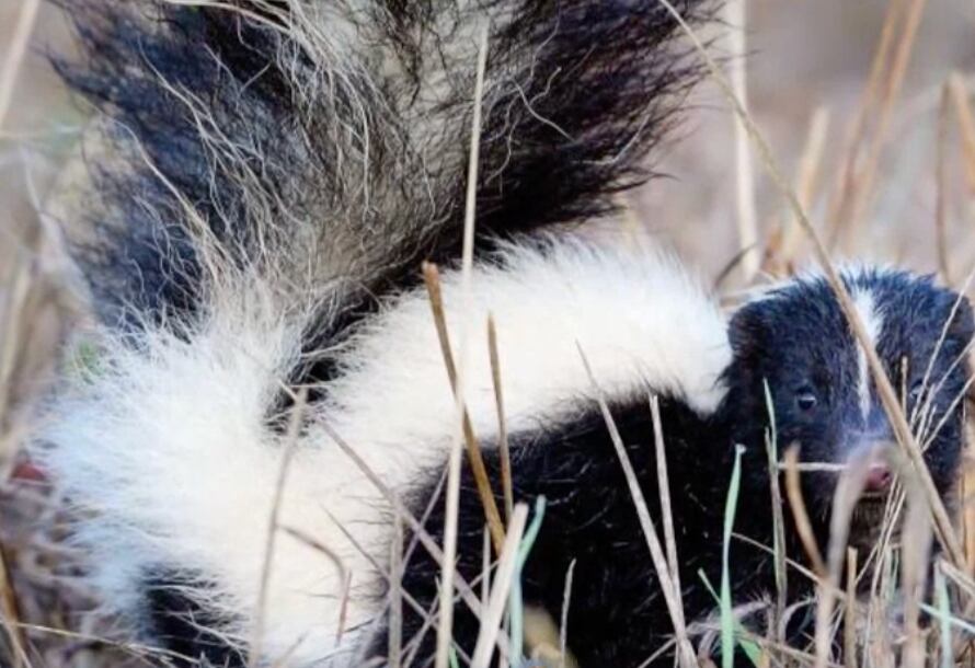 Skunk mating season returns to the Ozarks