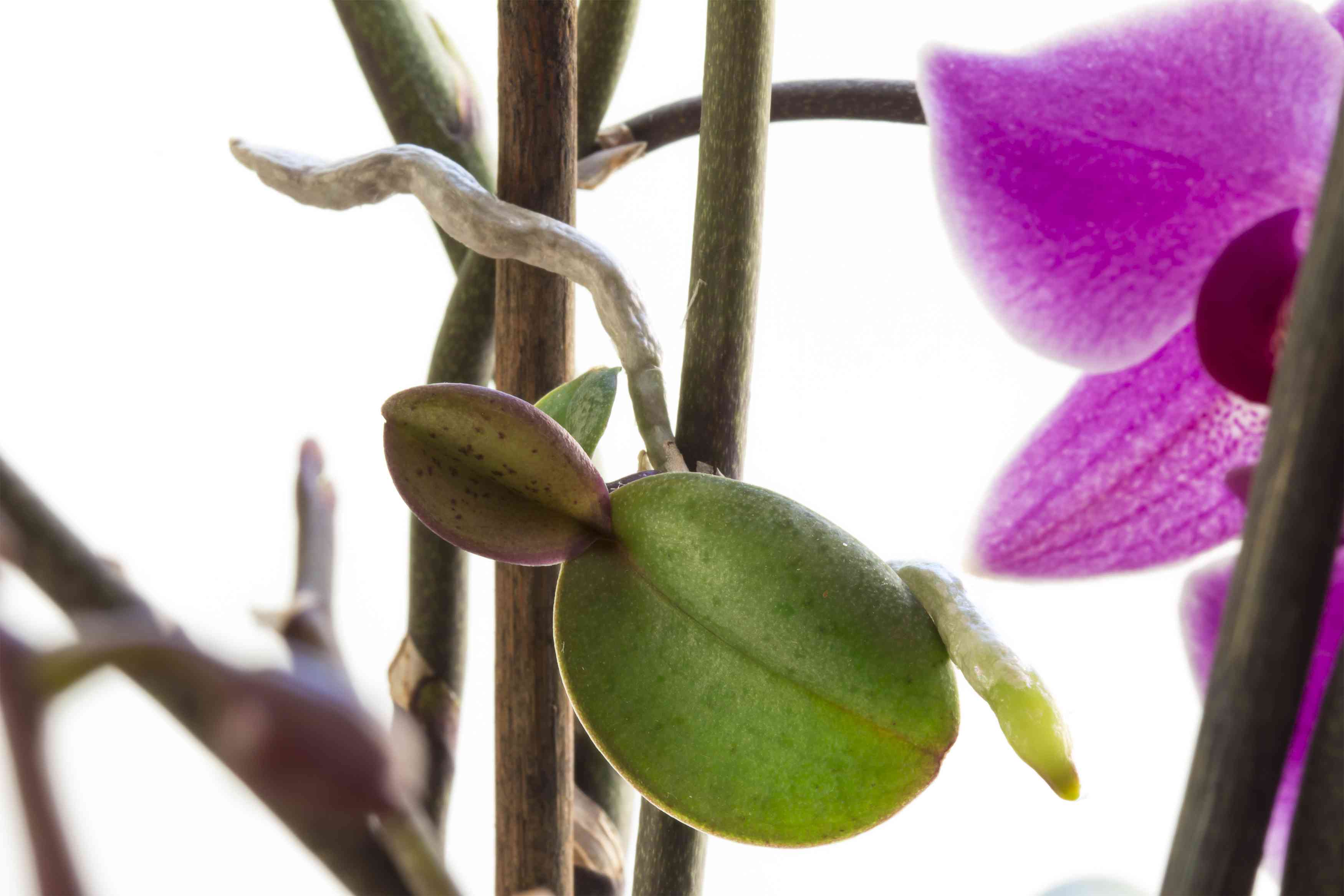 Don't Propagate Orchid Leaves in Rice—Try These Gardener-Approved ...