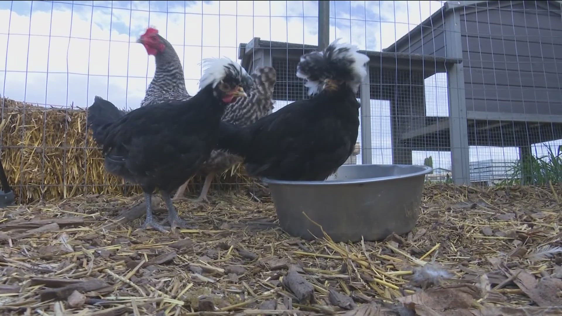 Free the Chicken bill introduced in Idaho legislature