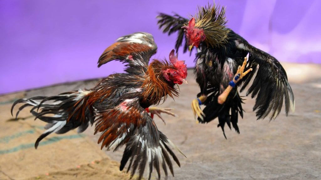 Polda Lampung Janji Terbuka Bila Anggotanya Bekingi Sabung Ayam Polda Lampung Janji Terbuka Bila Anggotanya Bekingi Sabung Ayam