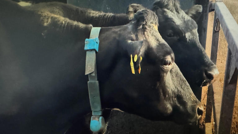 The cows wearing special collars to measure activity