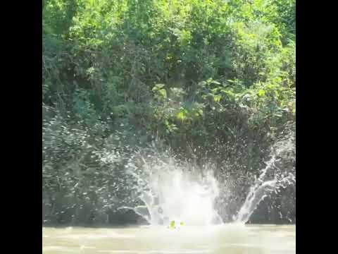 Incredible Capybara Dive You Won’t Believe