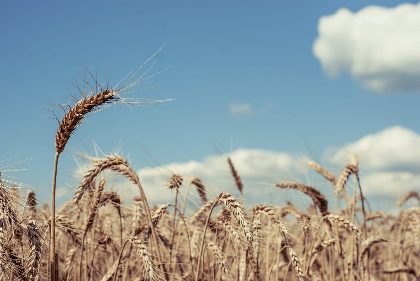 Why are Russian wheat prices surging since the beginning of 2025?
