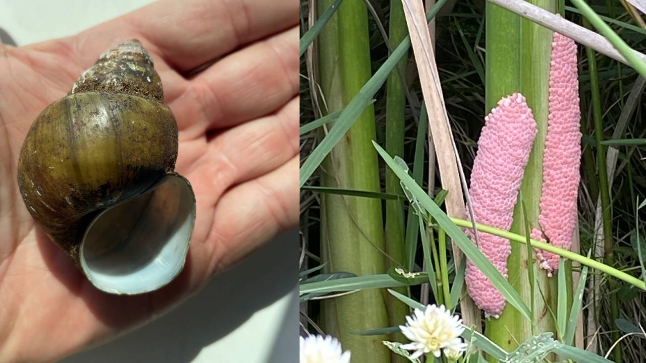Officials warn that invasive snails can harm your health as well as ...