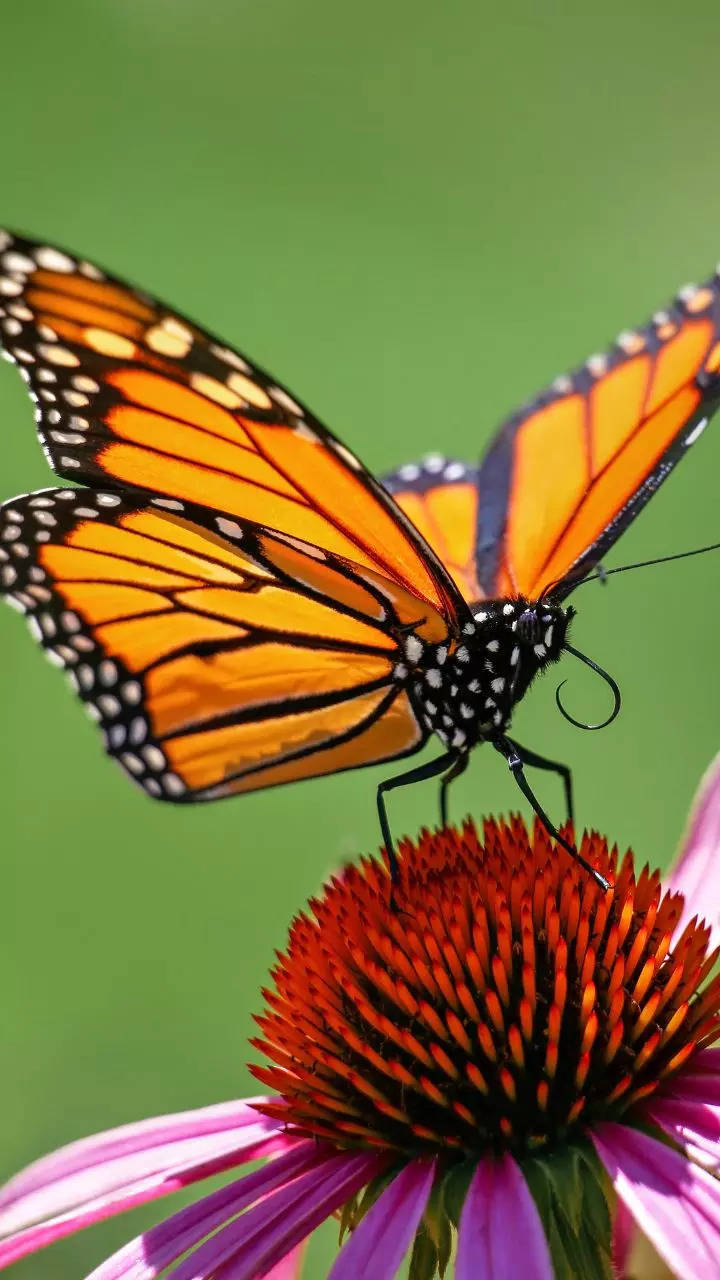 Western Monarch Day: All about the butterflies that put charm in wildlife