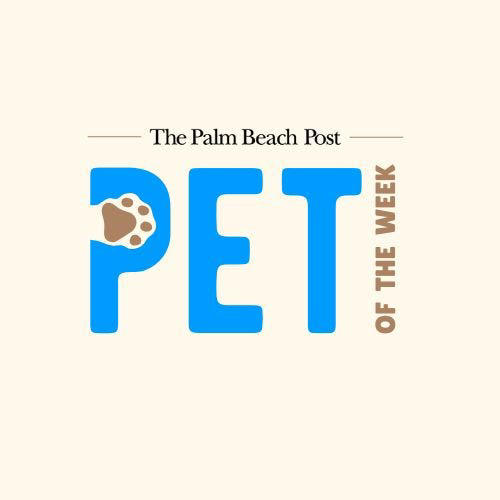 Meet Ricco, a 7-year old dog: The Palm Beach Post's Pet of the Week