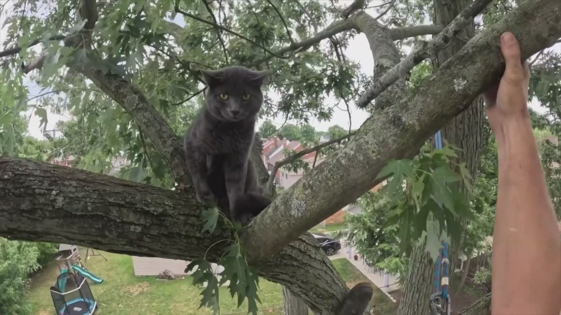 Meet the Northeast Ohio man rescuing cats stuck in trees: Ready Pet GO!