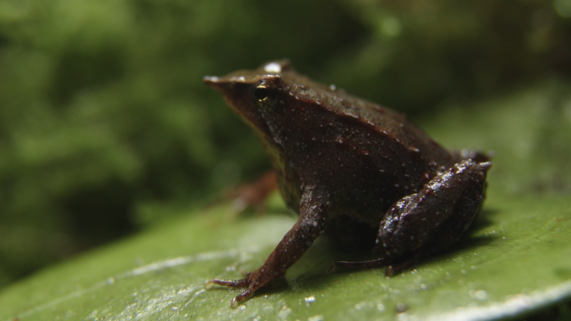 Endangered frog named after Charles Darwin saved from extinction