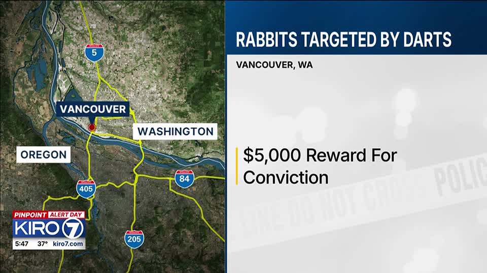 Person targeting WA rabbits with blow darts, reward offered for info