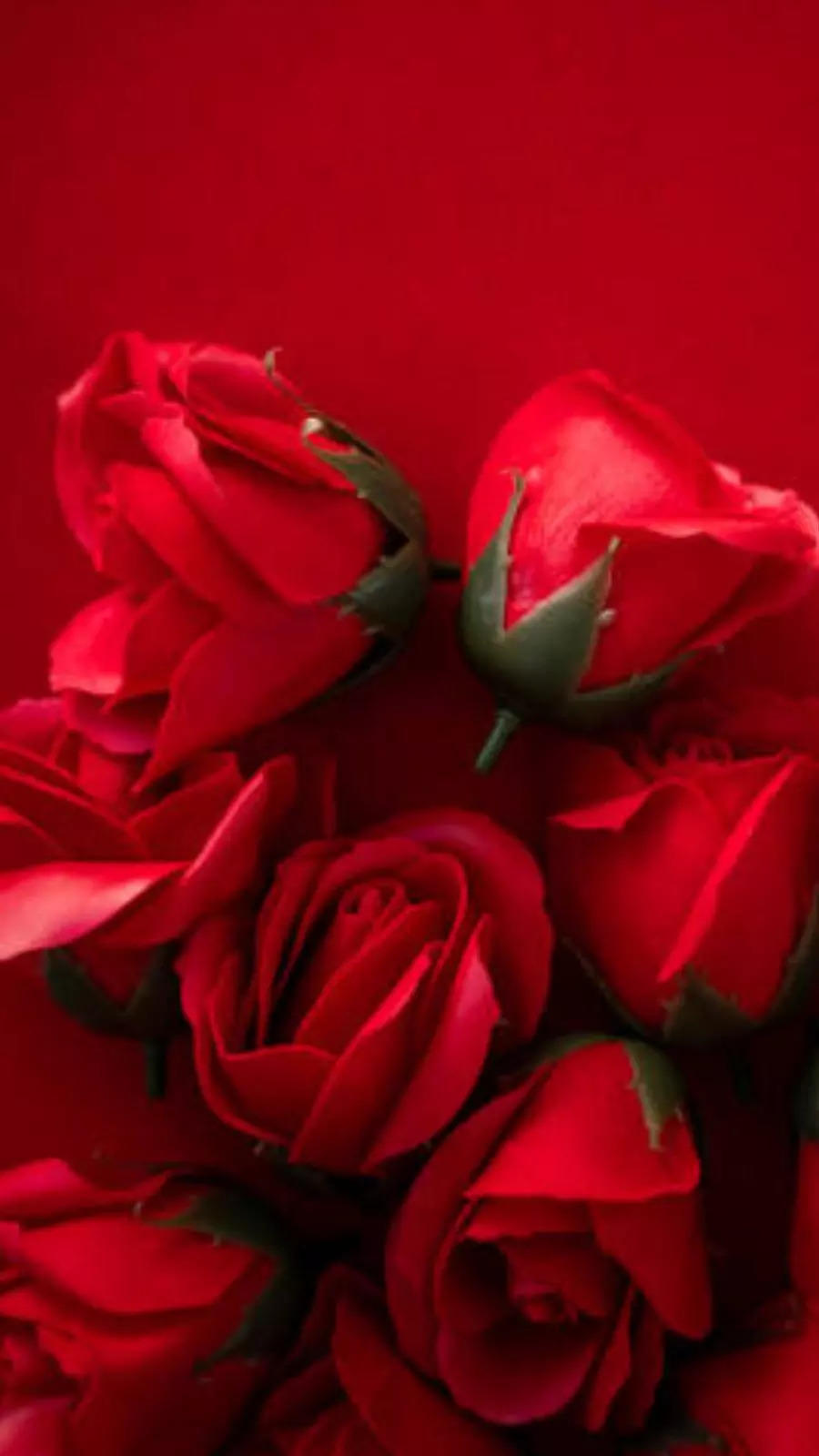 Roses for every relationship: Make this rose day extra special