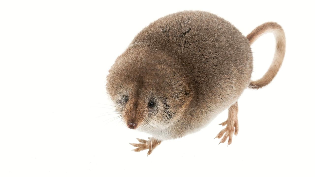 Students capture rare California shrew on film for first time in 100 years