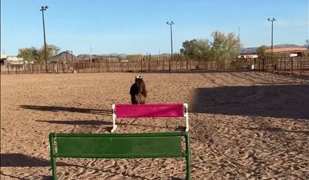 Jack Russell Shows Off Impressive Horse-Riding Skill