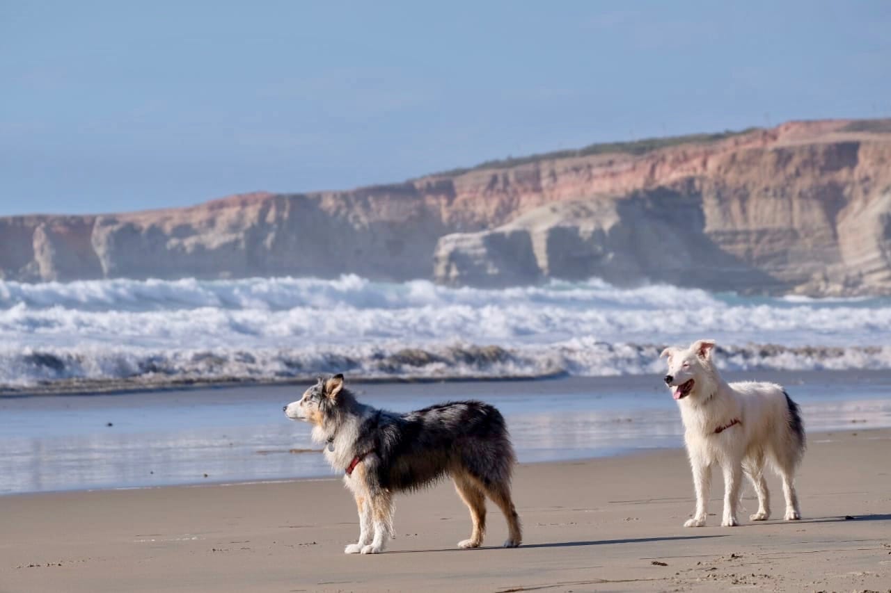 Free accommodations, truly feeling like a local: How house-sitting works