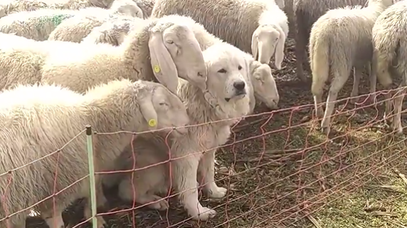 Il cane pastore ormai si sente parte del gregge