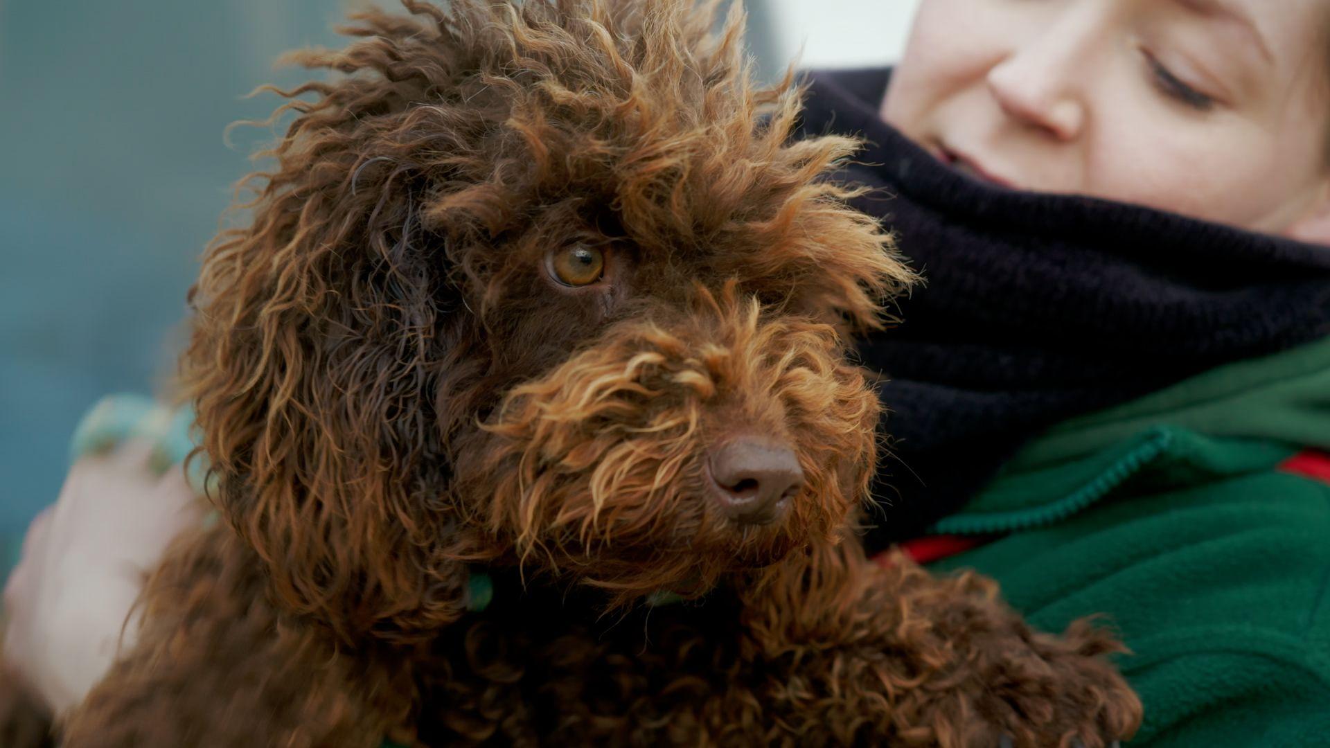 Channel 4’s The Dog House celebrates its 100th dog rehomed on the show!