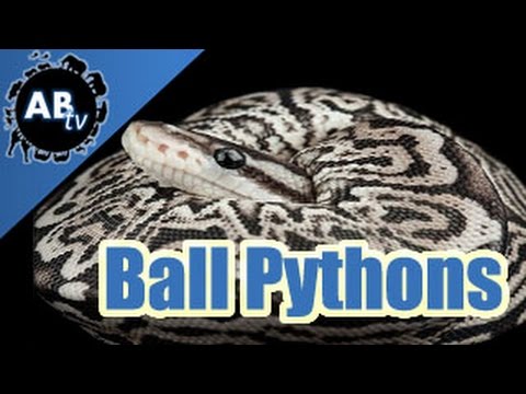 AnimalBytesTV - A Closer Look At Ball Python Mutations