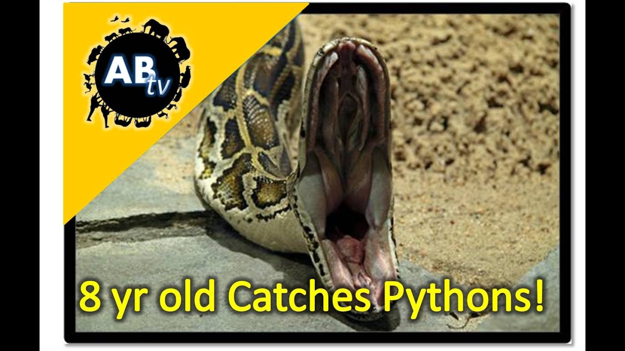 AnimalBytesTV - 8-Year-Old Boy Catches Wild Pythons