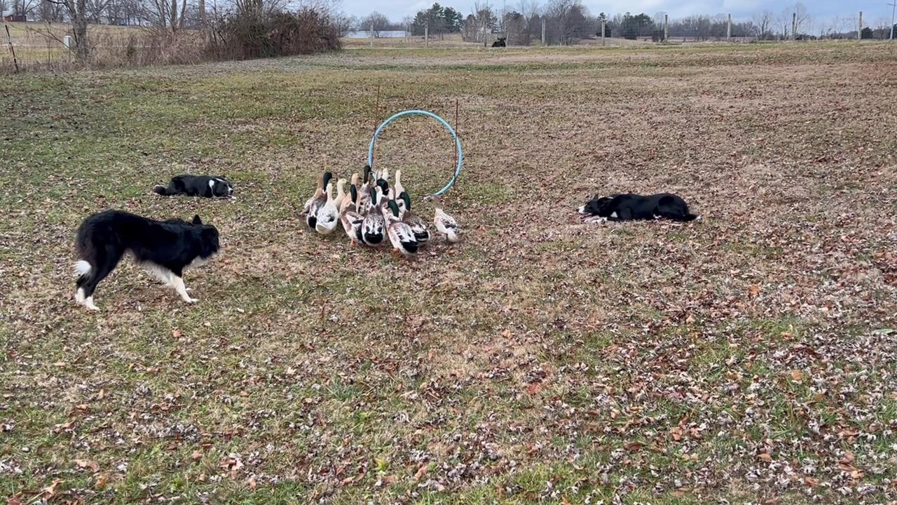 Border Collies Herd Ducks Through Hoop