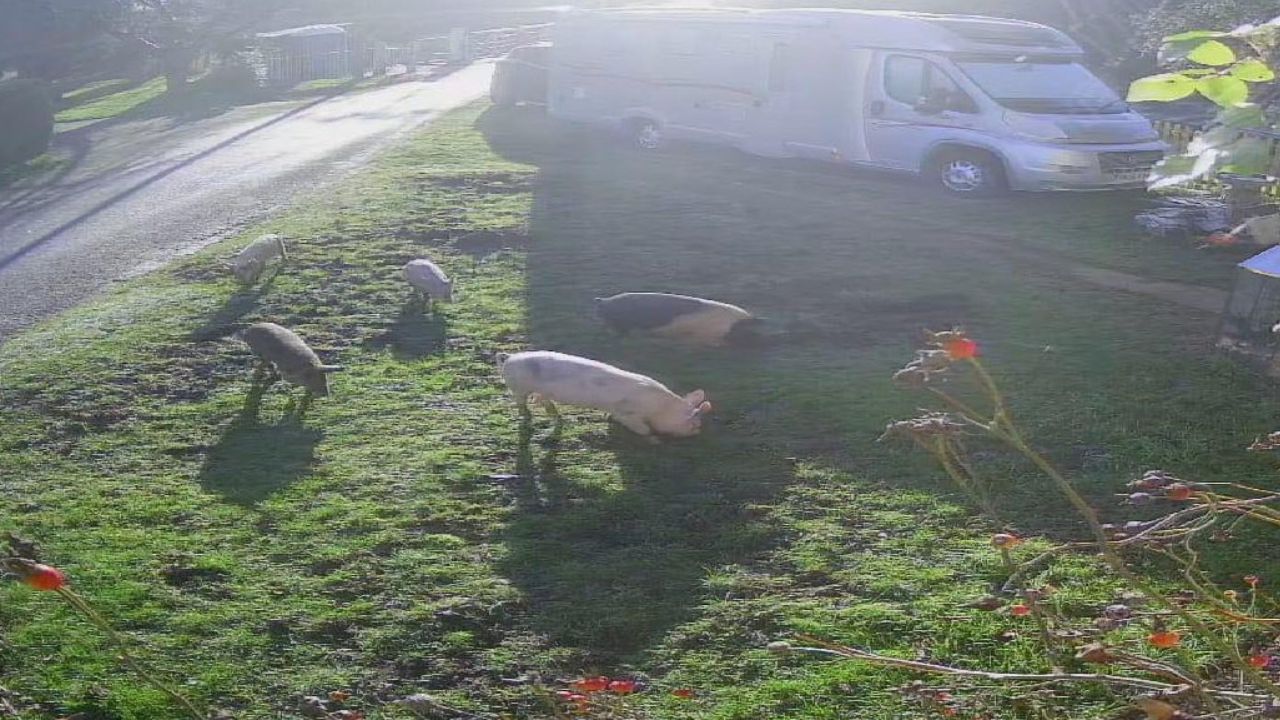 CCTV shows rogue pigs raiding properties in sleepy village