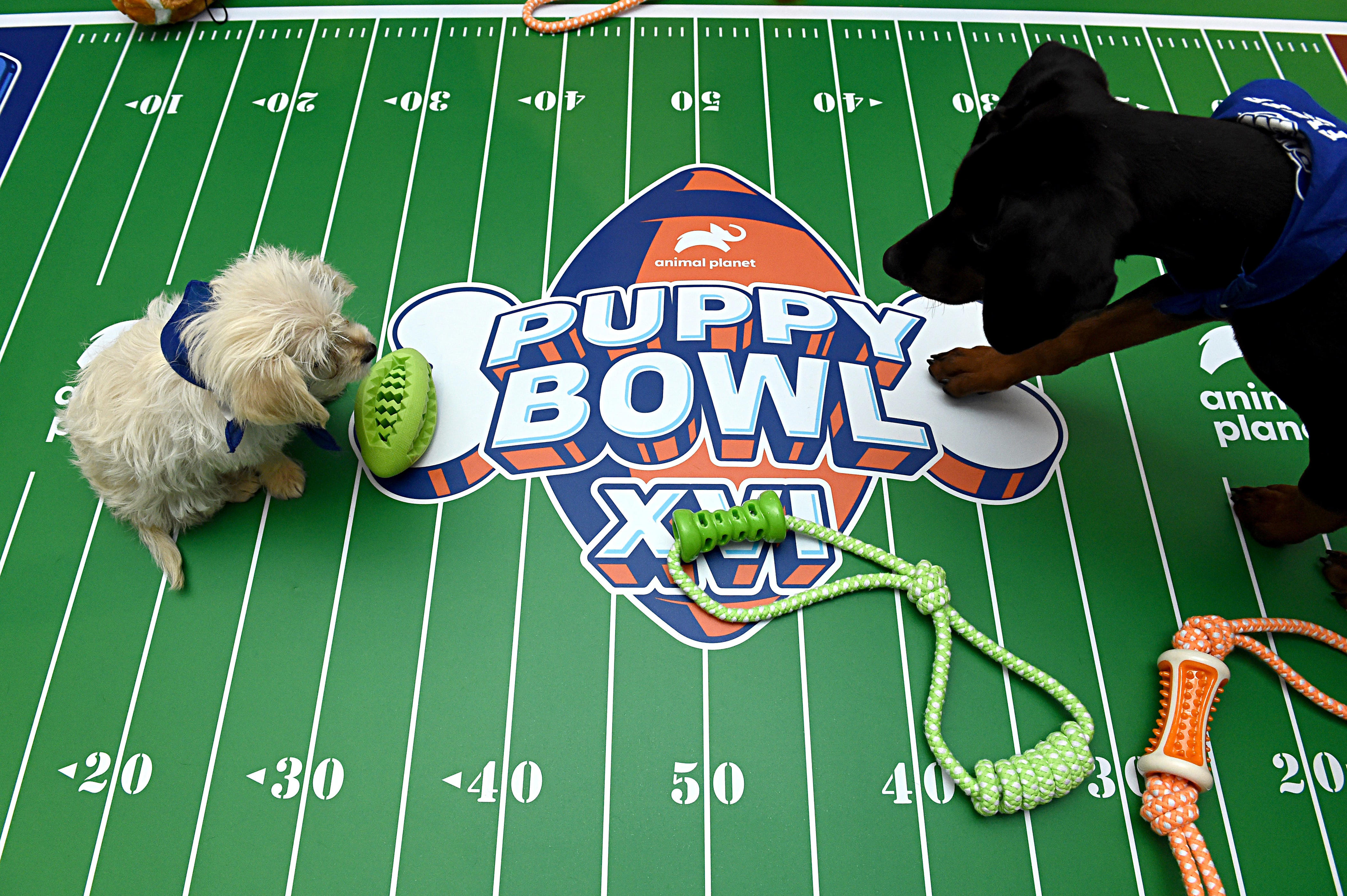 What is the Puppy Bowl? Everything to know about Super Bowl for dogs
