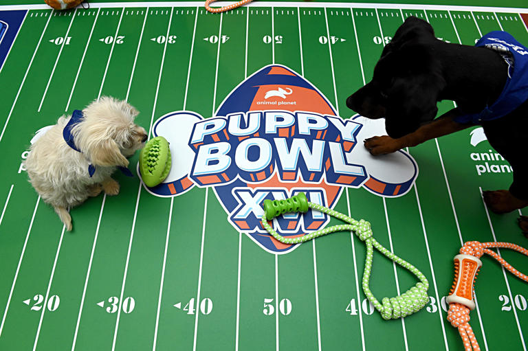 What is the Puppy Bowl? Everything to know about Super Bowl for dogs