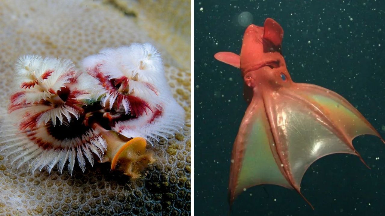 30 Most Bizarre Sea Life Discovered in the Ocean