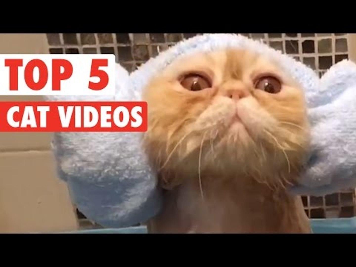 Best of the Week Cats Compilation