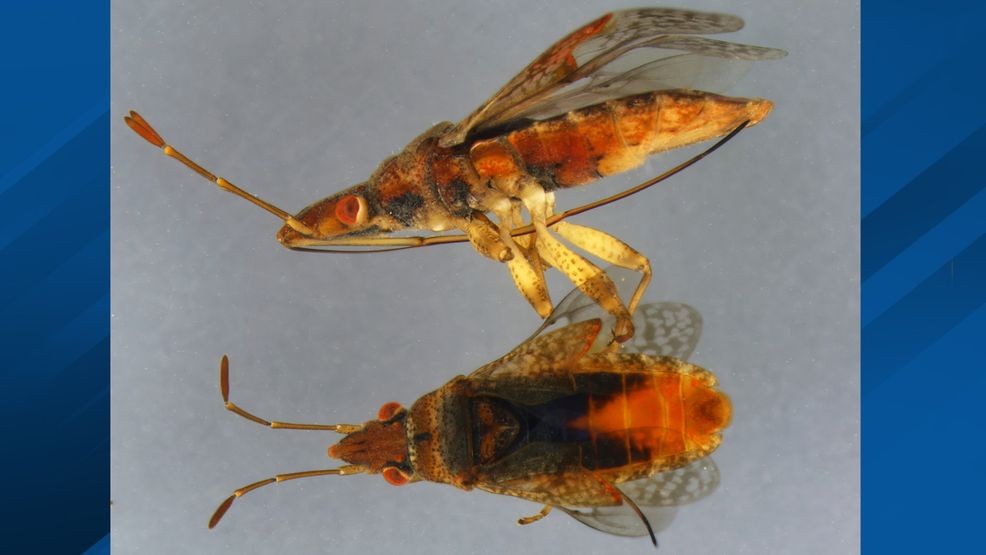 CBP intercepts invasive insects at Detroit airport, preventing ...