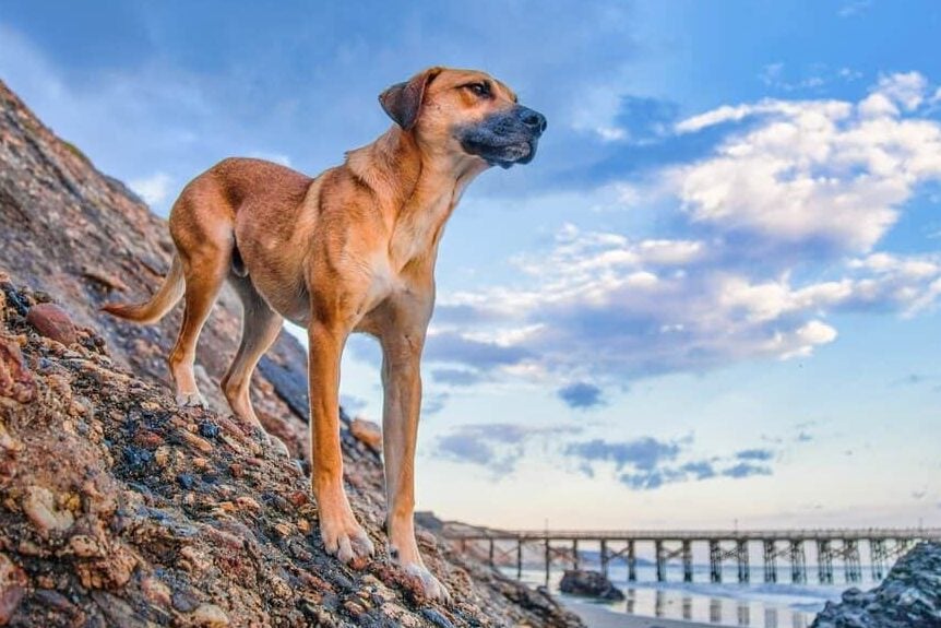 10 Hunting Dogs Designed To Take Down Unusual Wild Animals