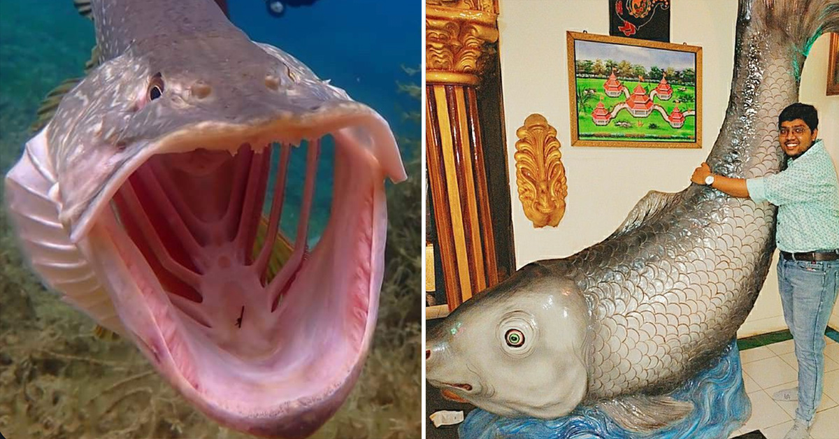 40 Cursed Randoms Hidden in the Deep