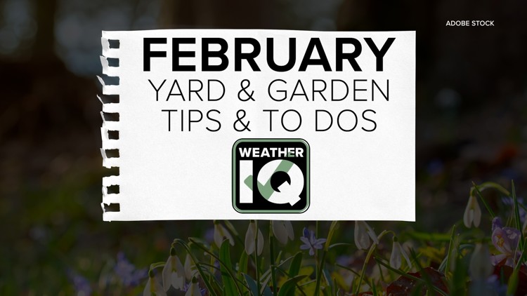 Optimize your February with these essential garden and lawn tips