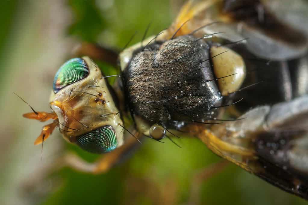 Maggots Can “Taste” Texture—And That’s Why They Prefer Rotting Food