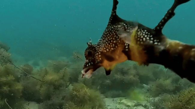 Diver Finds Seadragon With Snout Missing
